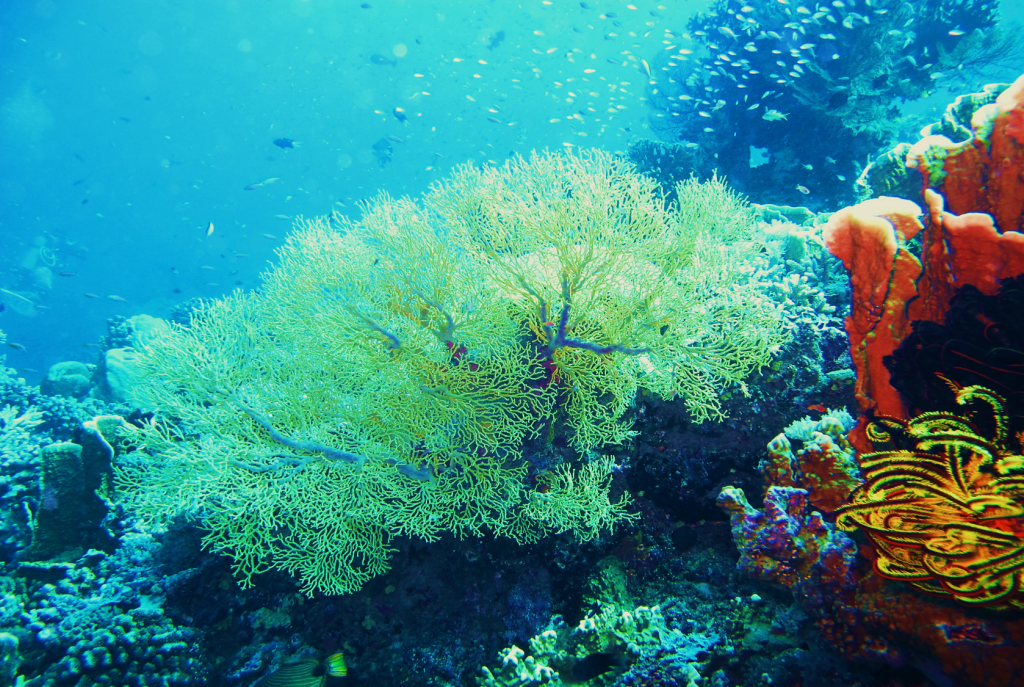 Protecting Coral Reefs - CCEF