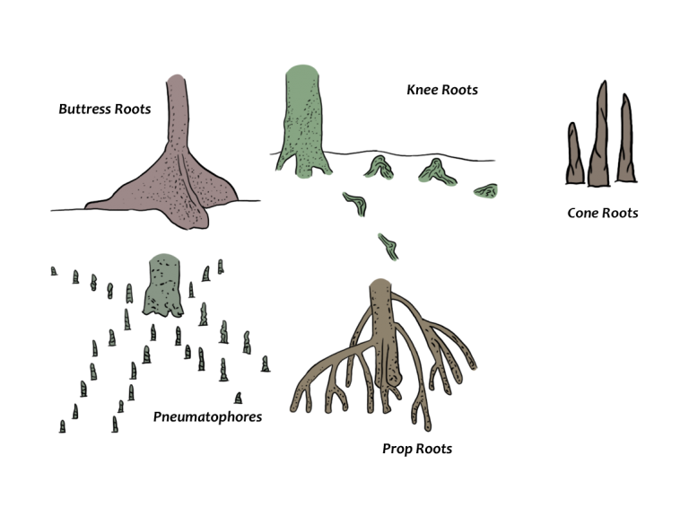 What are mangroves? - CCEF