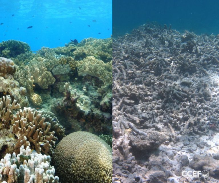 Is Coral Rehabilitation the answer to the recovery of typhoon damaged ...