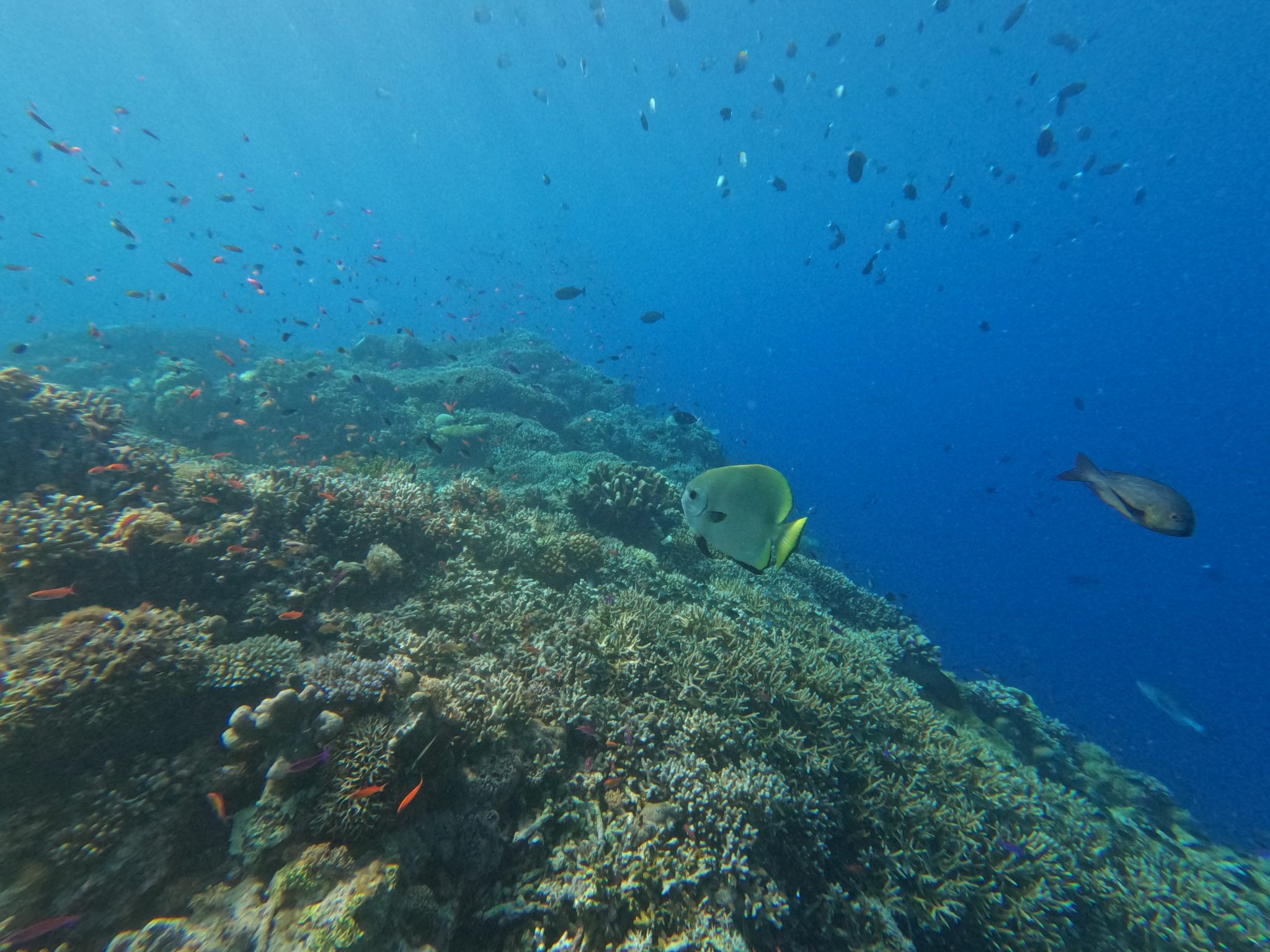 Dive into Conservation: Saving Philippine Reefs Expedition 2024 at ...