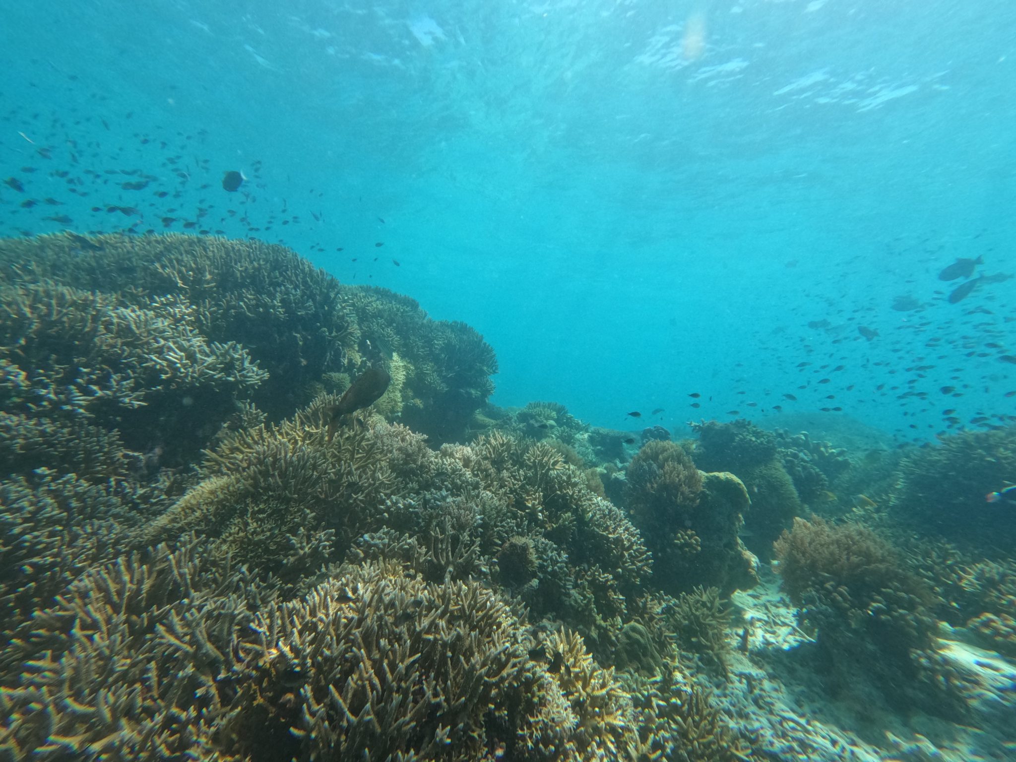 Dive into Conservation: Saving Philippine Reefs Expedition 2024 at ...