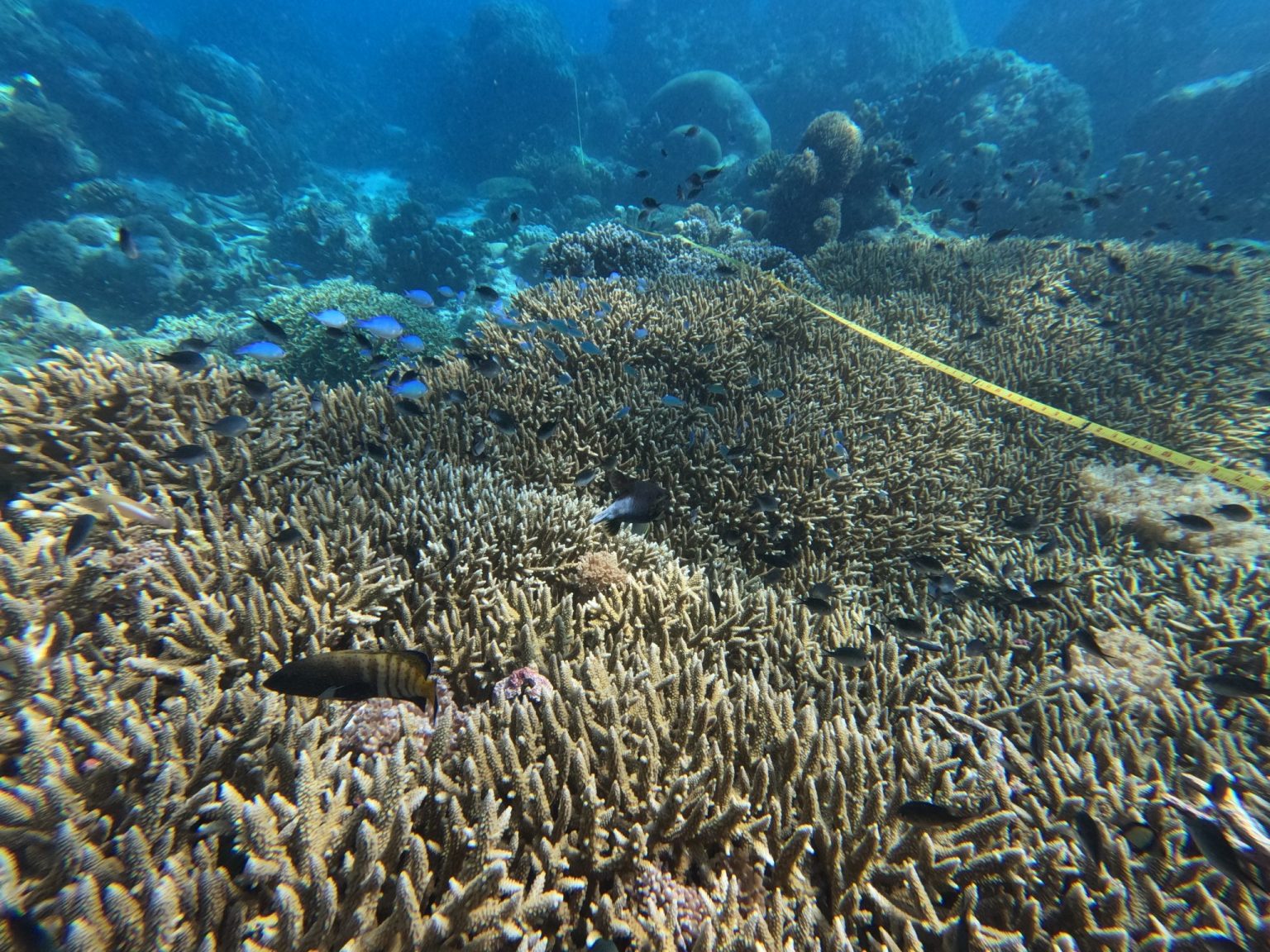 Dive into Conservation: Saving Philippine Reefs Expedition 2024 at ...