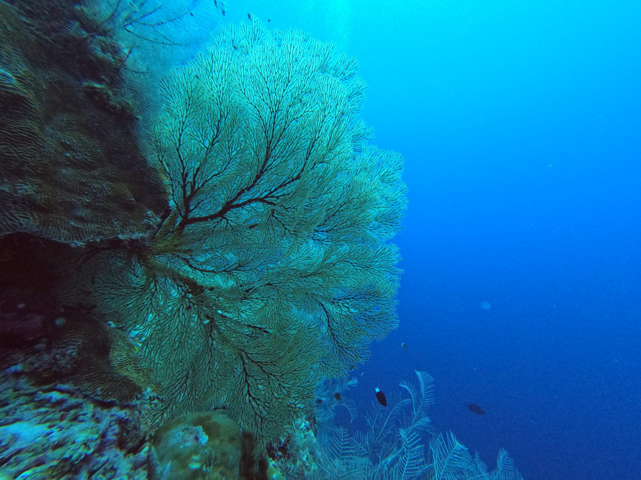 Dive into Conservation: Saving Philippine Reefs Expedition 2024 at ...