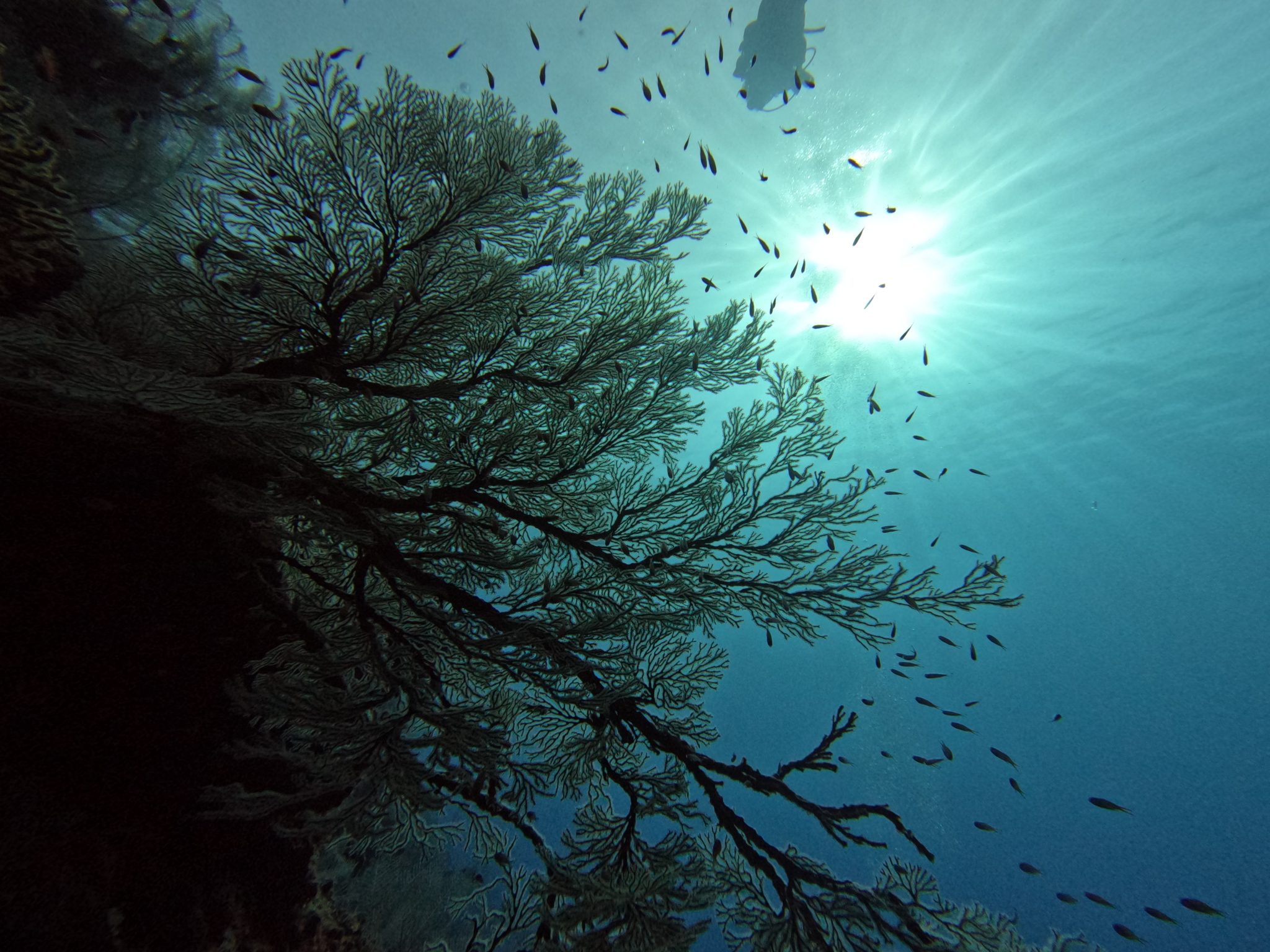 Dive into Conservation: Saving Philippine Reefs Expedition 2024 at ...