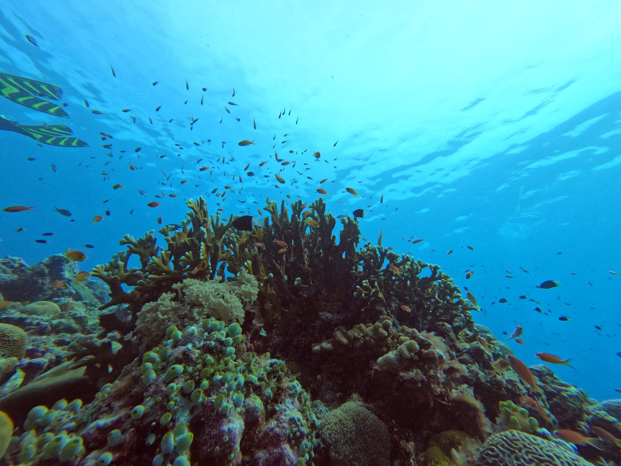 Dive into Conservation: Saving Philippine Reefs Expedition 2024 at ...