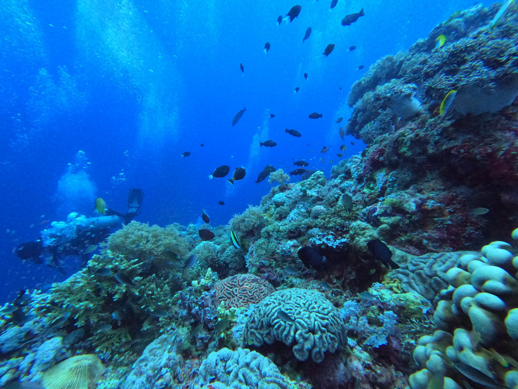 Dive into Conservation: Saving Philippine Reefs Expedition 2024 at ...