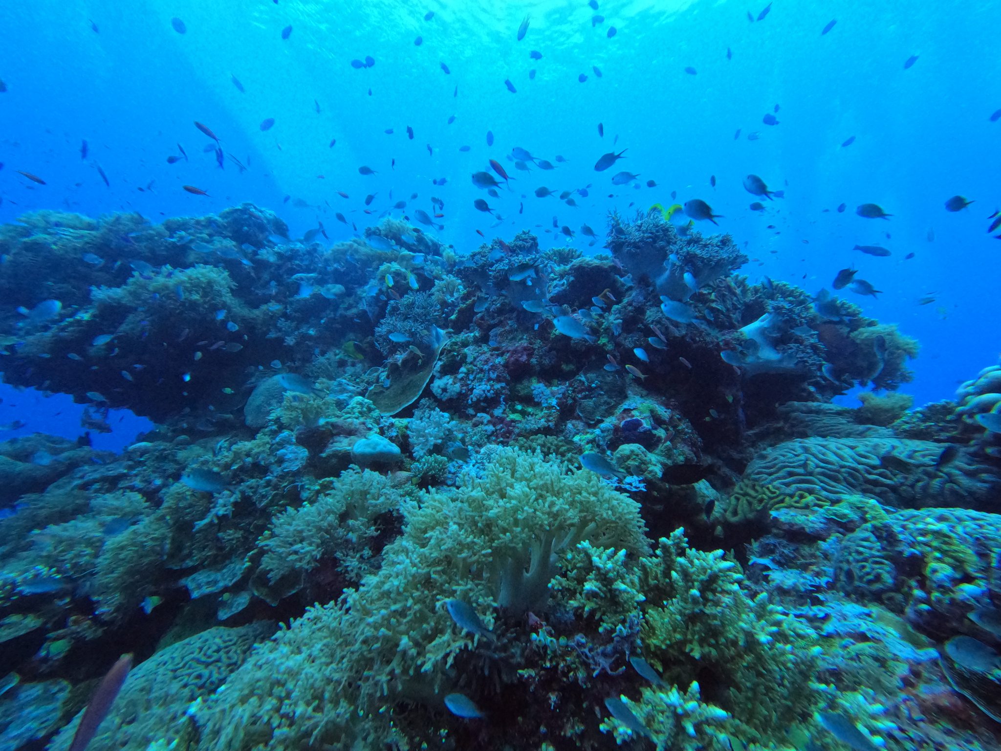 Dive into Conservation: Saving Philippine Reefs Expedition 2024 at ...