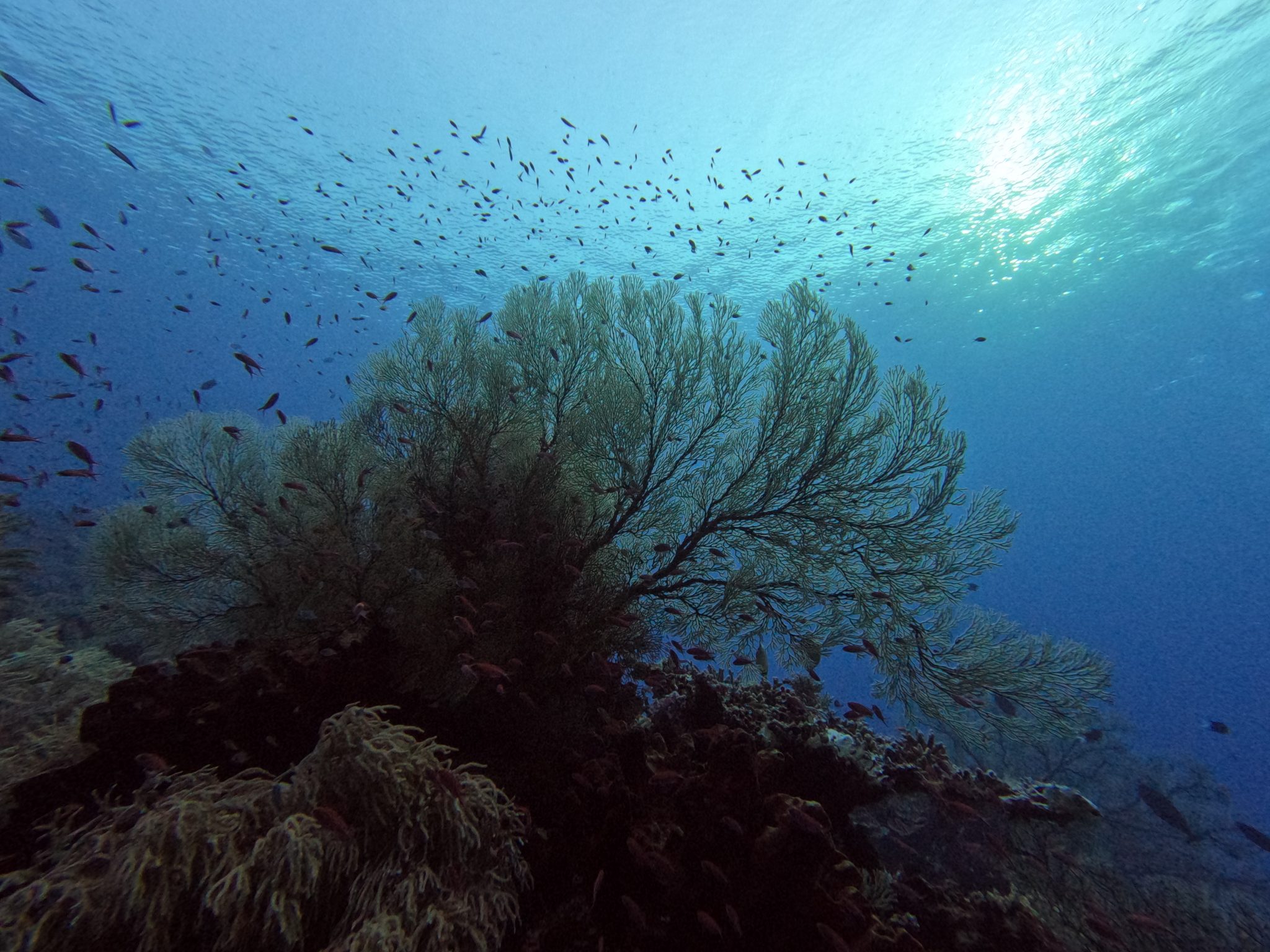 Dive into Conservation: Saving Philippine Reefs Expedition 2024 at ...