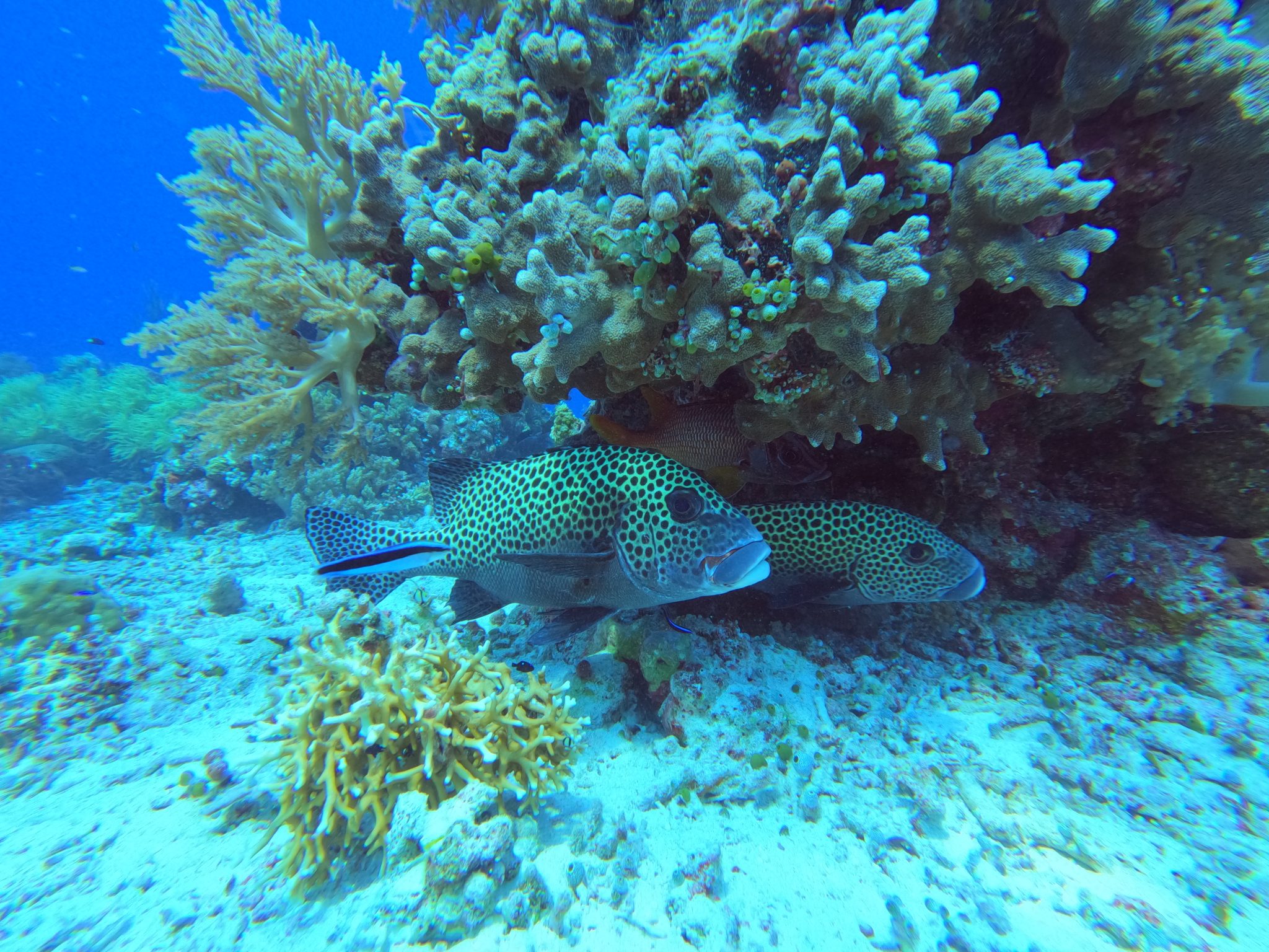 Dive into Conservation: Saving Philippine Reefs Expedition 2024 at ...