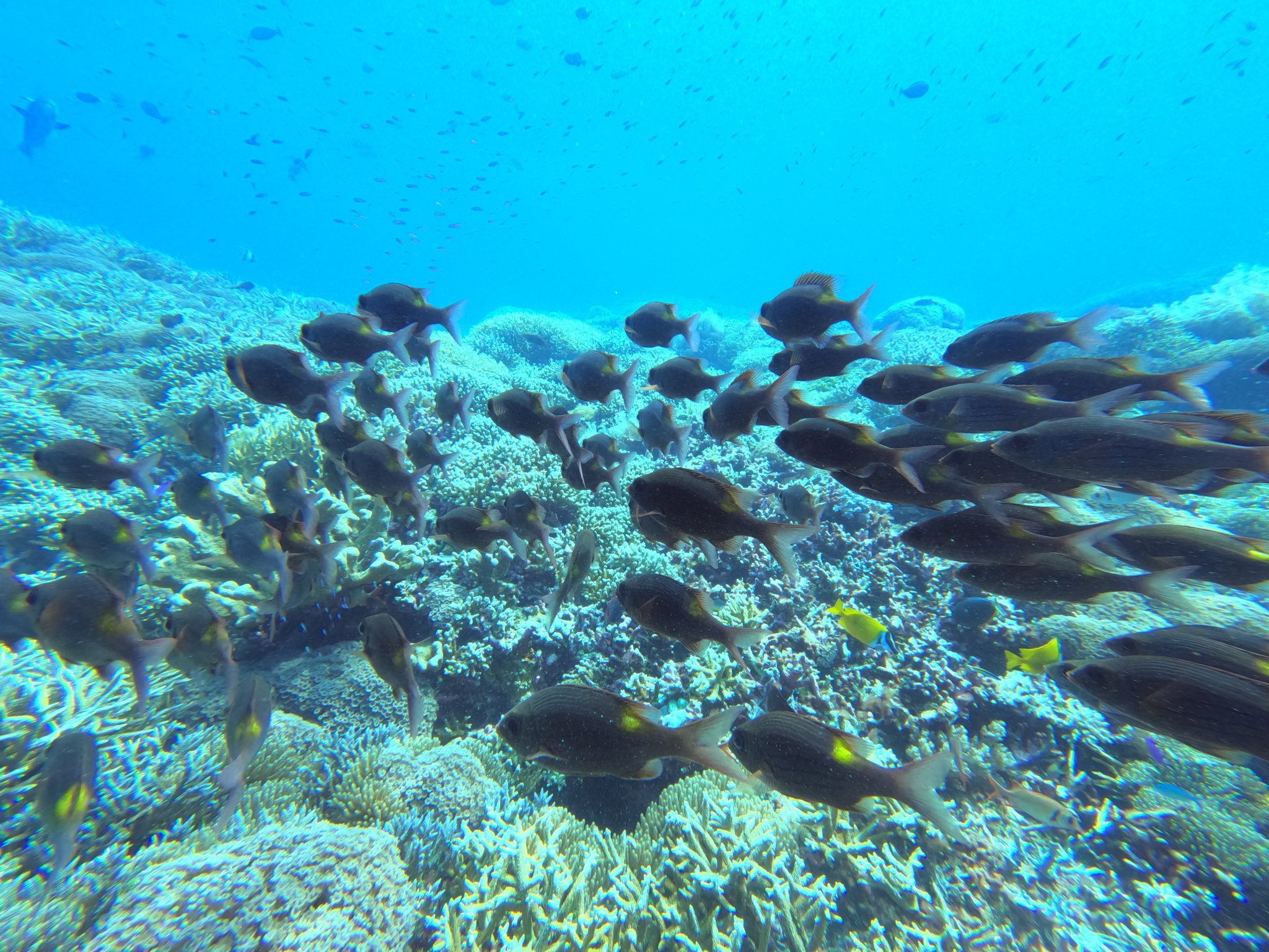Dive into Conservation: Saving Philippine Reefs Expedition 2024 at ...