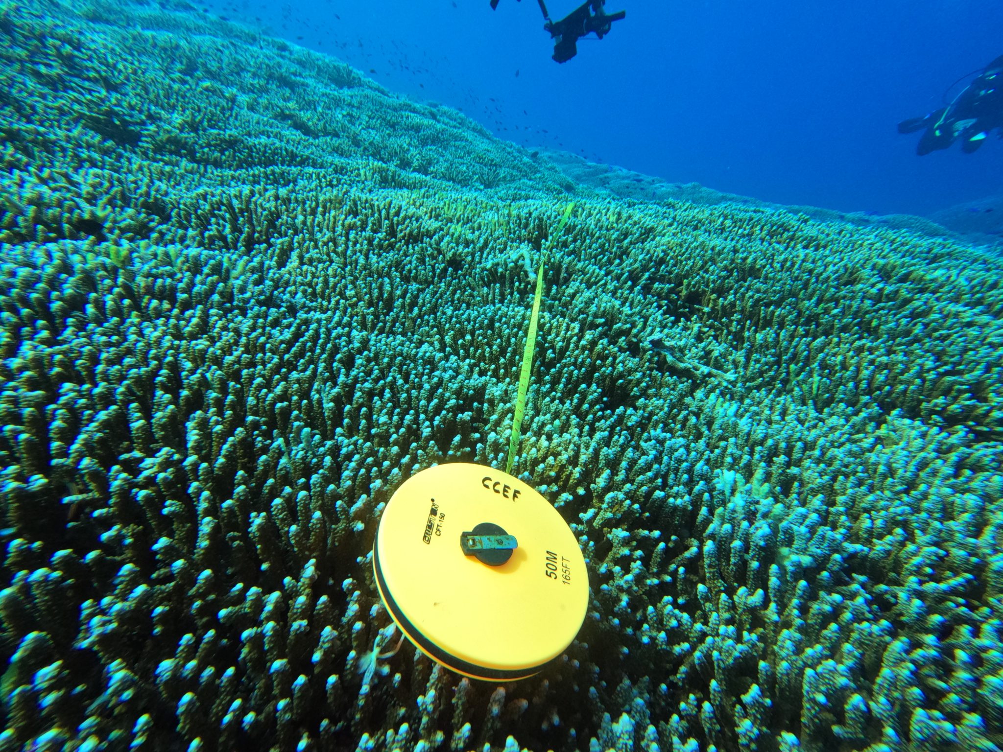 Dive into Conservation: Saving Philippine Reefs Expedition 2024 at ...