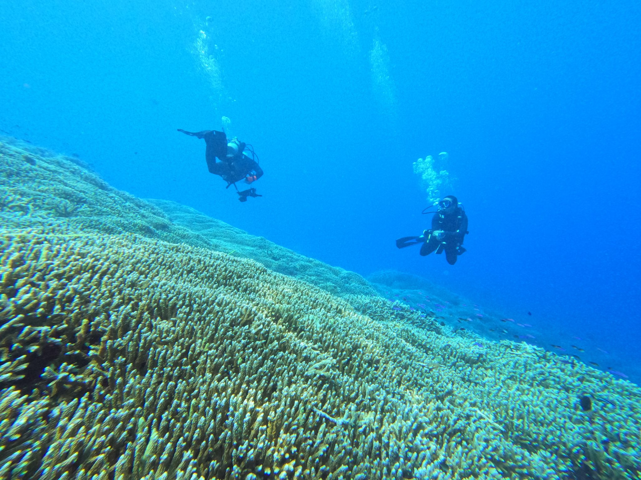 Dive into Conservation: Saving Philippine Reefs Expedition 2024 at ...