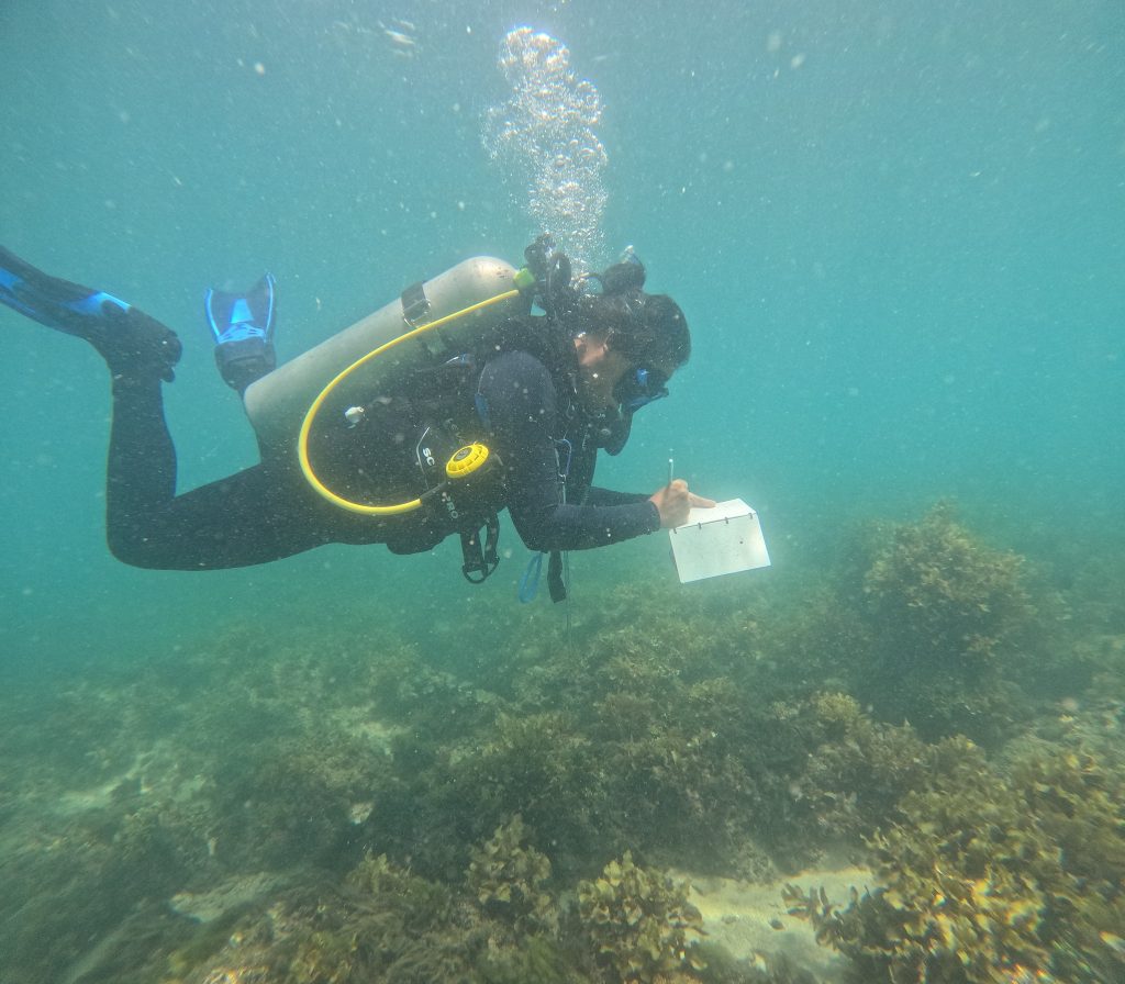 Talisay’s Coastal Ecosystem Check: Mangroves and Marine Protected Areas ...