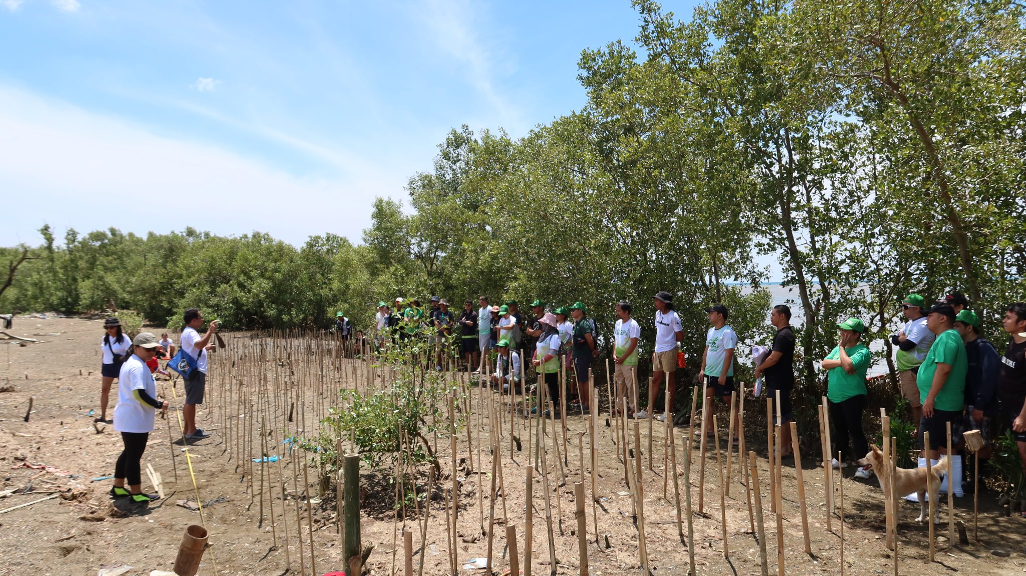 PROJECT FULL REST: Restoring Coasts through Mangrove Growing and ...